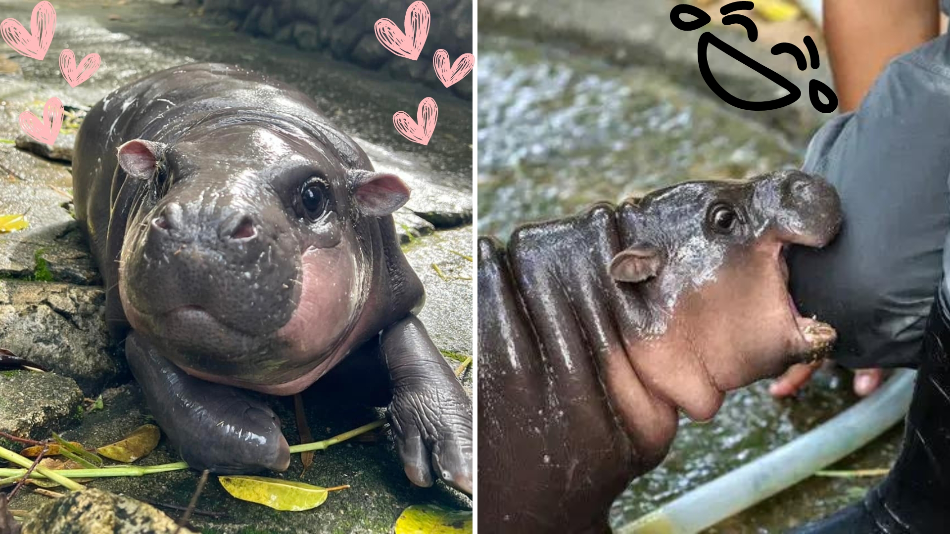 ¿Quién es Moo Deng, la bebé hipopótama pigmeo más famosa del mundo? Sus videos enamoraron a ...