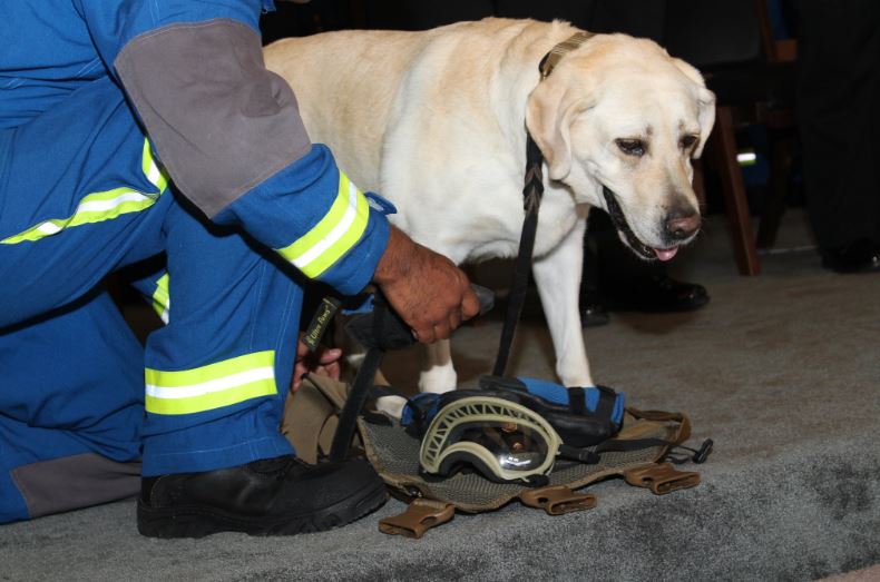Se jubila Frida, la perrita rescatista que inspiró a México tras los ...