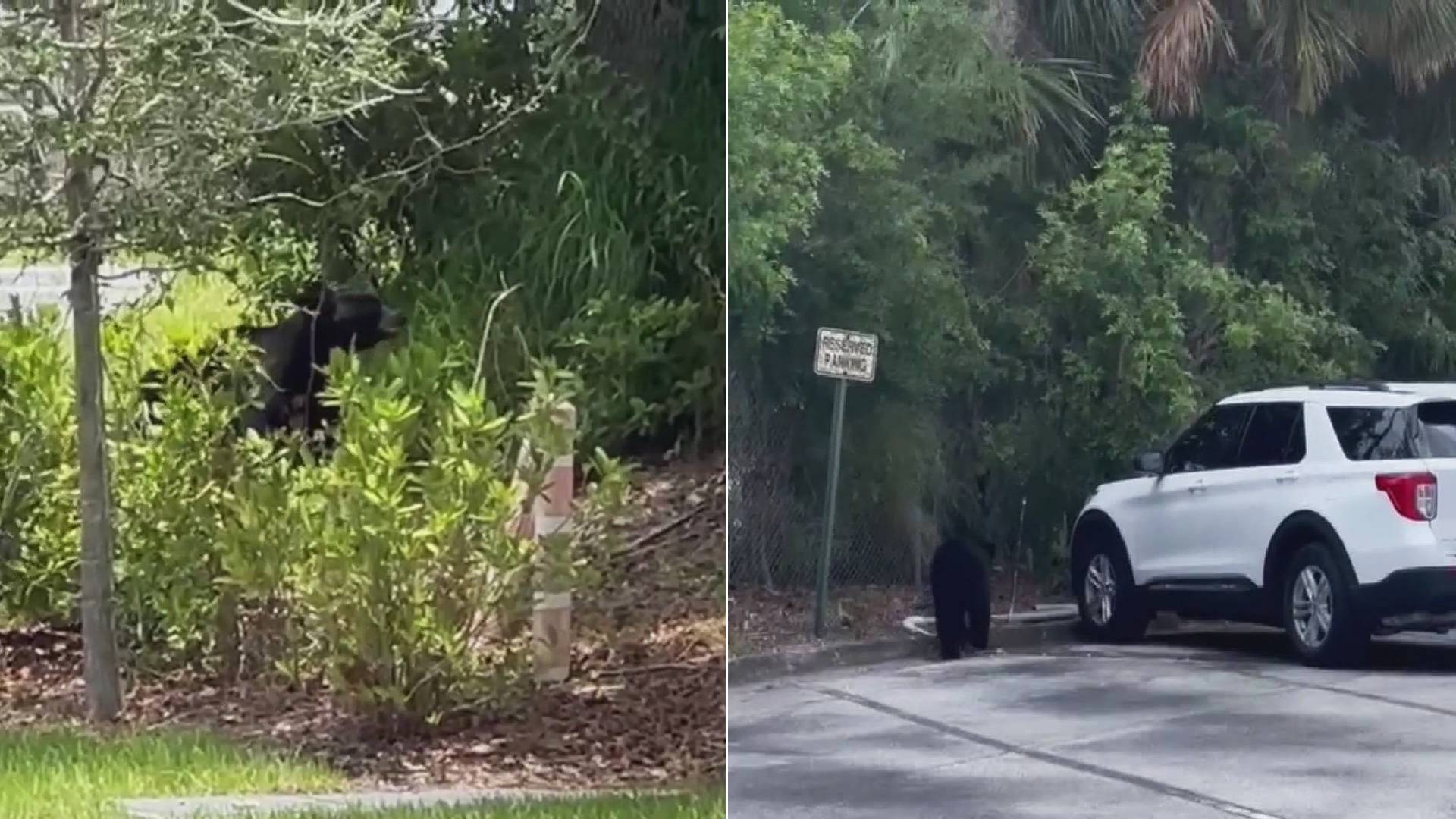 Lo que debes hacer cuando un oso esté cerca de tu casa | Video ...