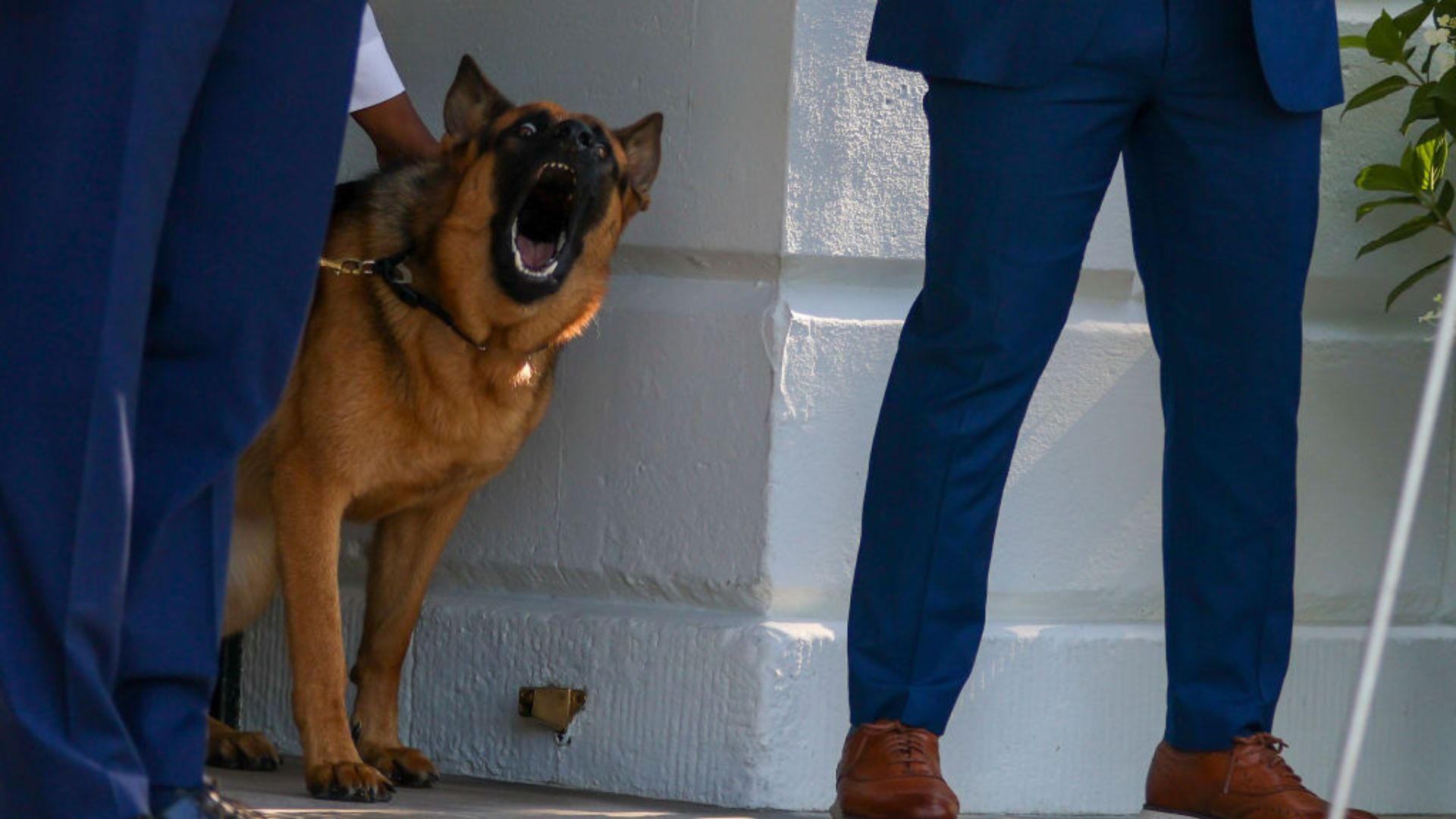 Commander, el perro de Joe Biden, muerde a un agente del Servicio ...