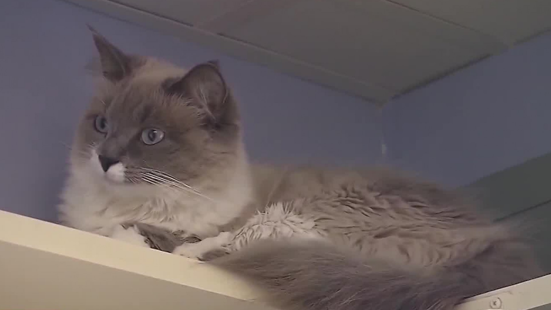 ¿Tu gato te ignora cuando lo llamas por su nombre? Científicos tienen ...