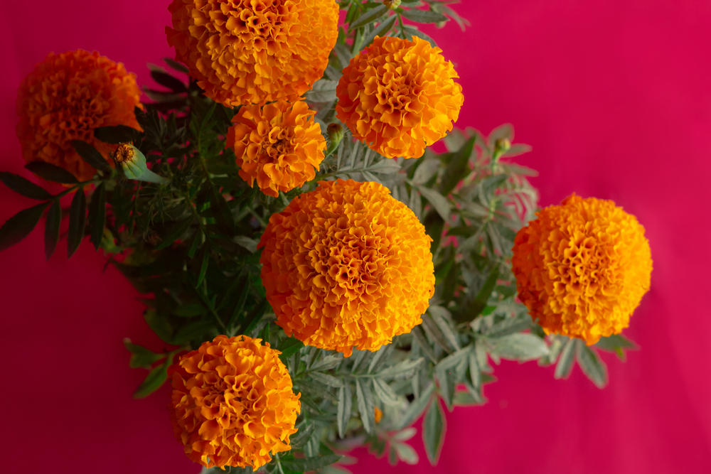 Cempasúchil, las propiedades de la flor de muertos | Horóscopos | Univision