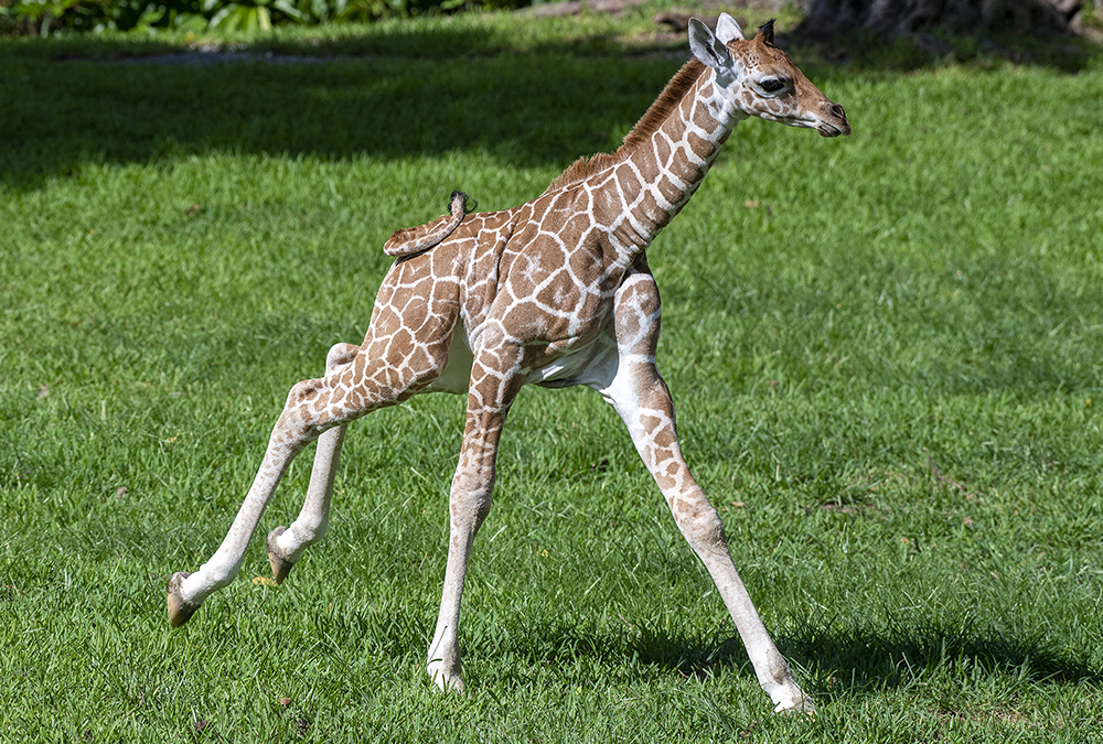 En fotos: el nacimiento de una bebé jirafa en el zoológico de Miami | Fotos | Univision 23 Miami ...