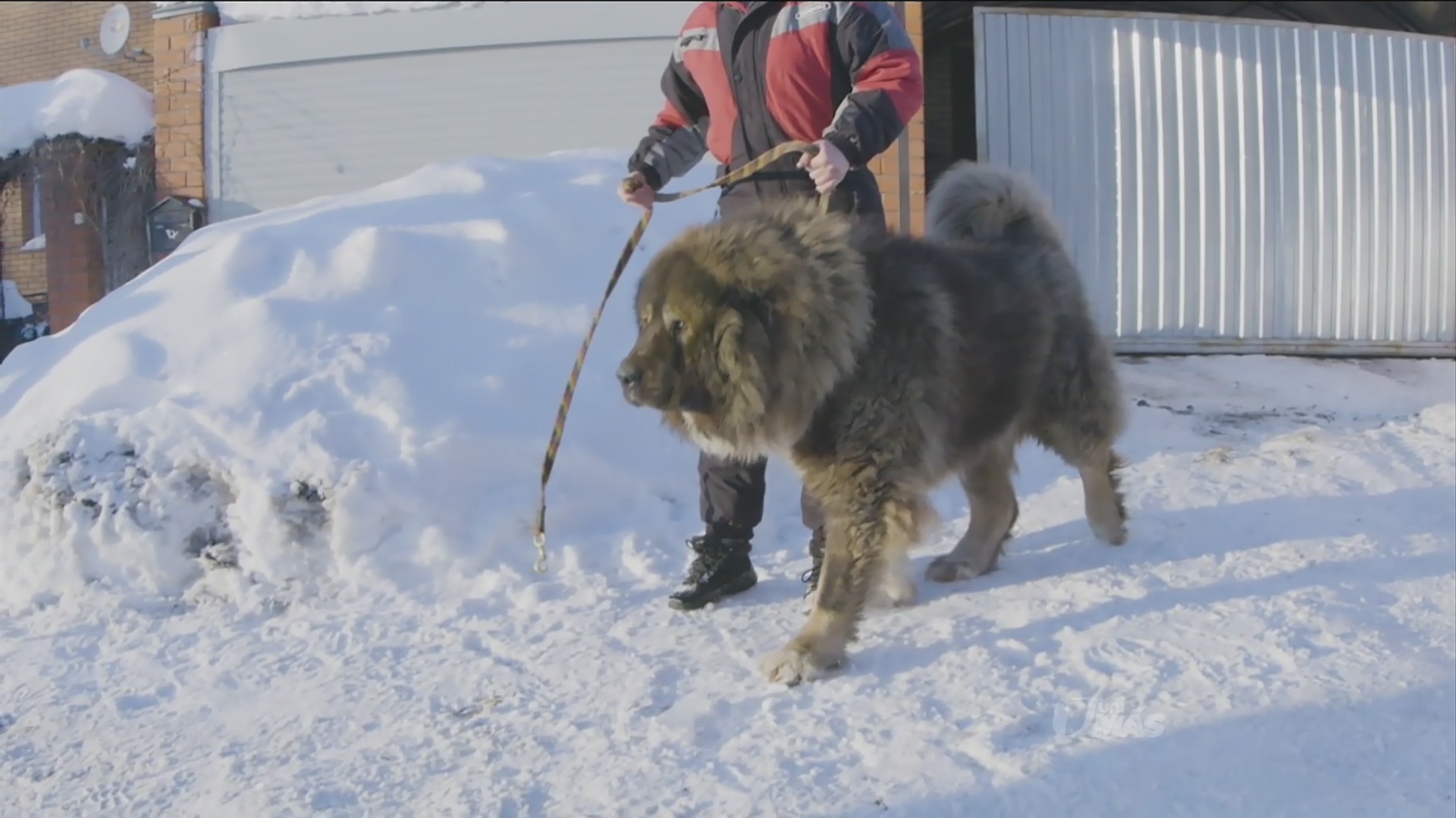 Conoce los perros más salvajes de Rusia: excelentes guardianes pero con ...