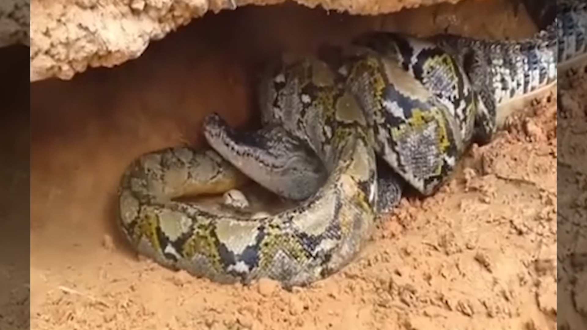 Pelea salvaje del siglo: Anaconda vs Cocodrilo | Shows Canal 5 | Canal5