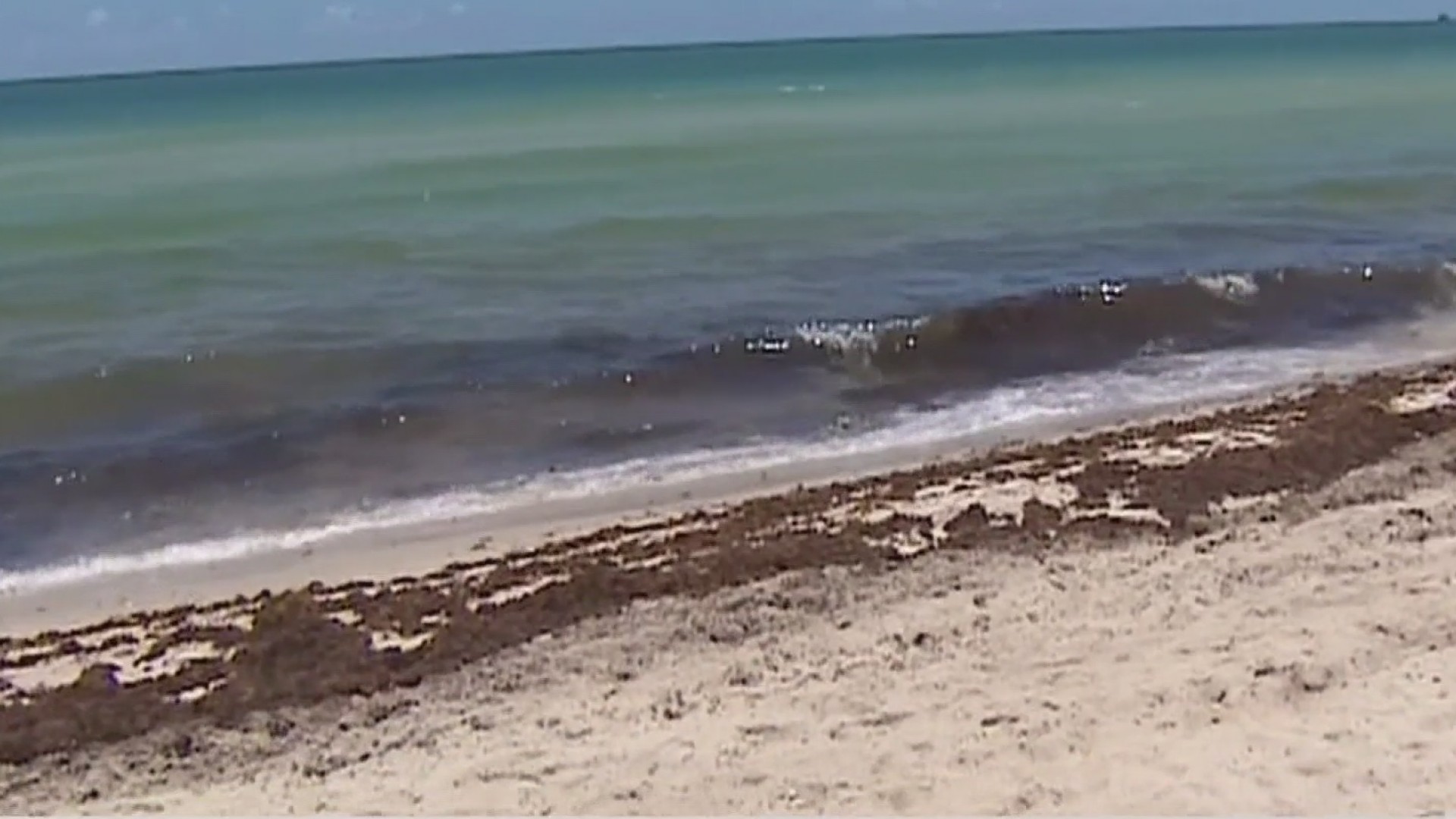 Comienza la limpieza de sargazos en las costas de Miami Beach | Video ...