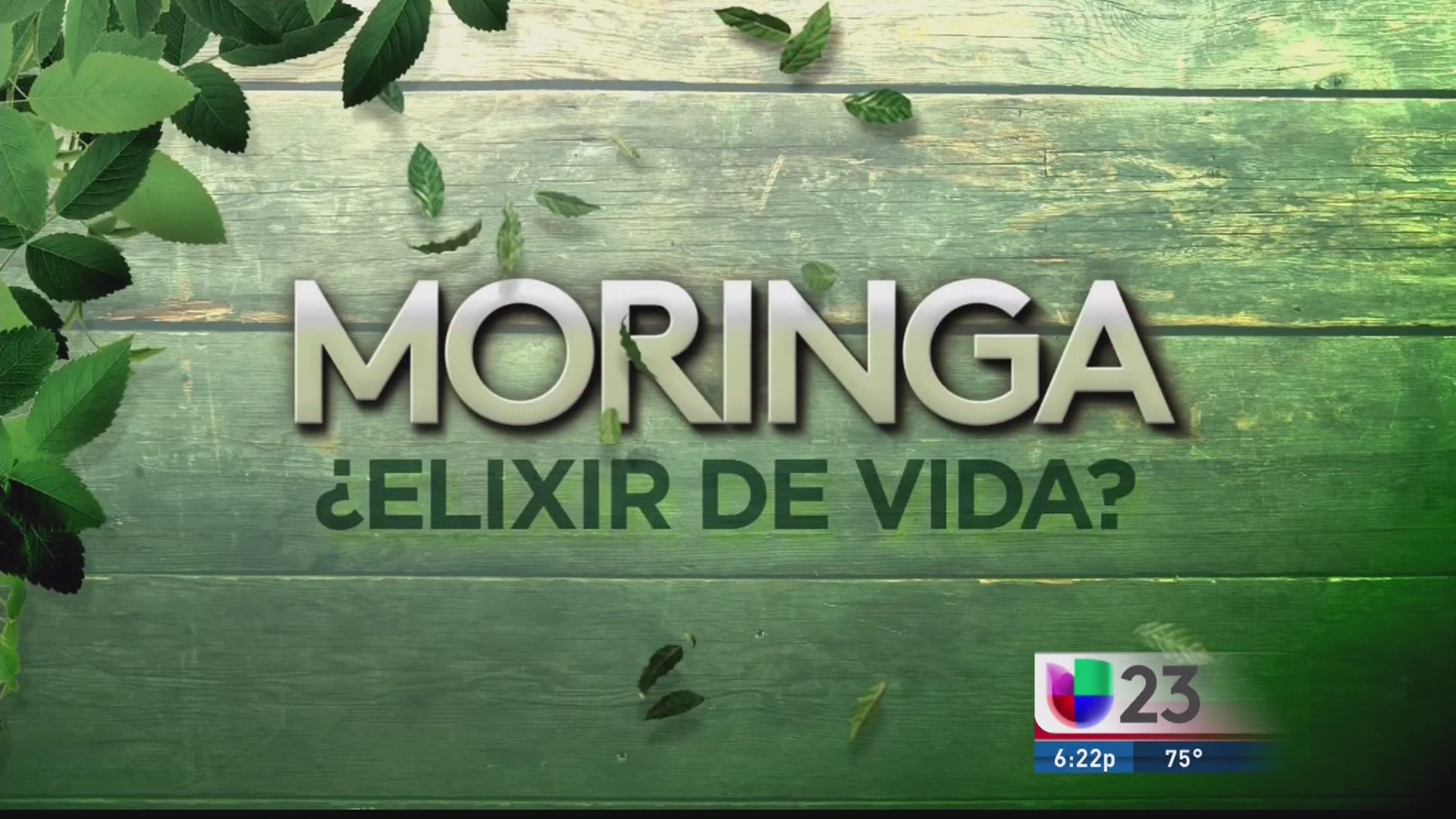 Moringa: ¿Elixir de vida? | Noticias Univision | Univision