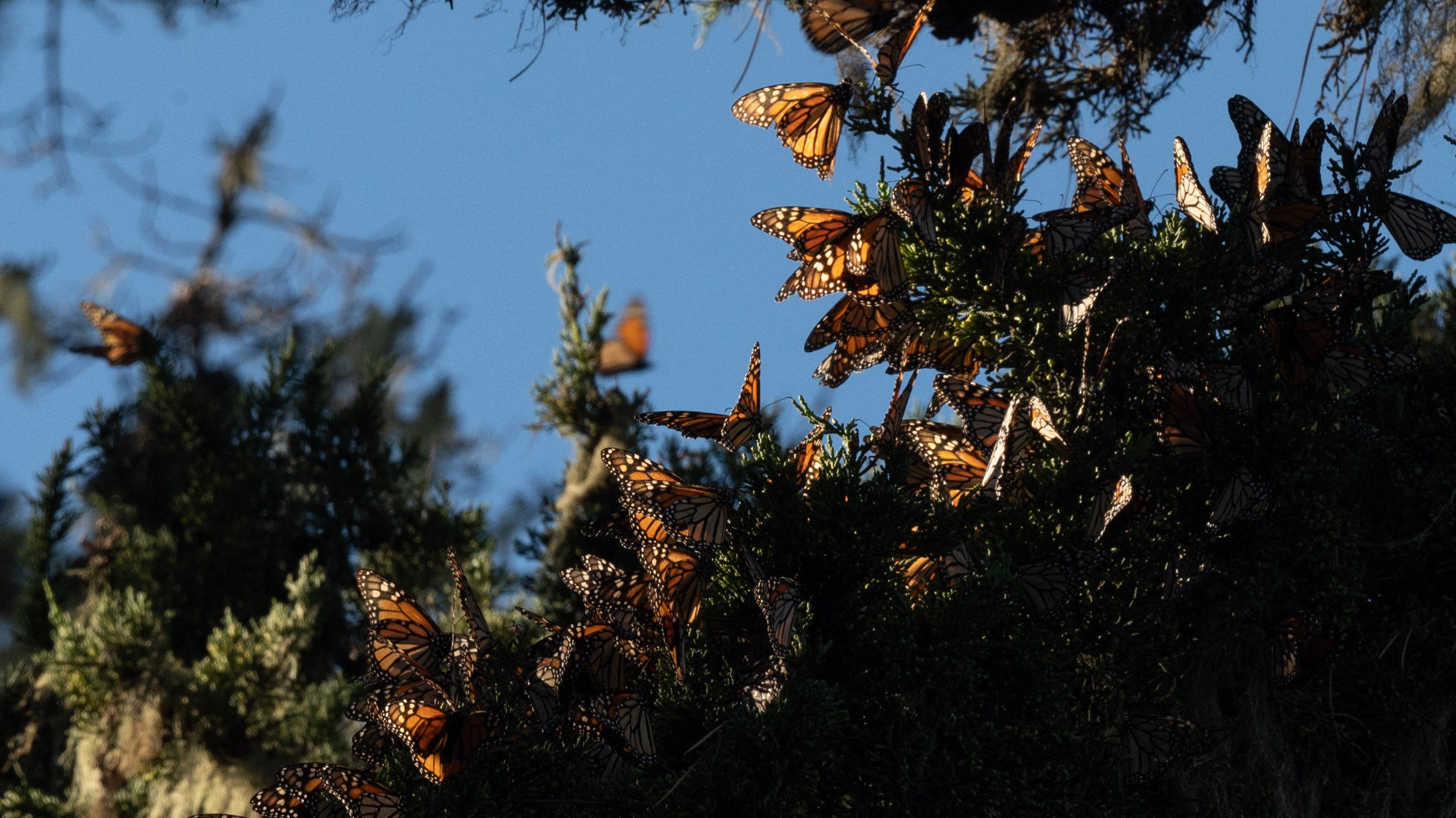 La importancia de las mariposas monarcas en la tradición del Día de ...