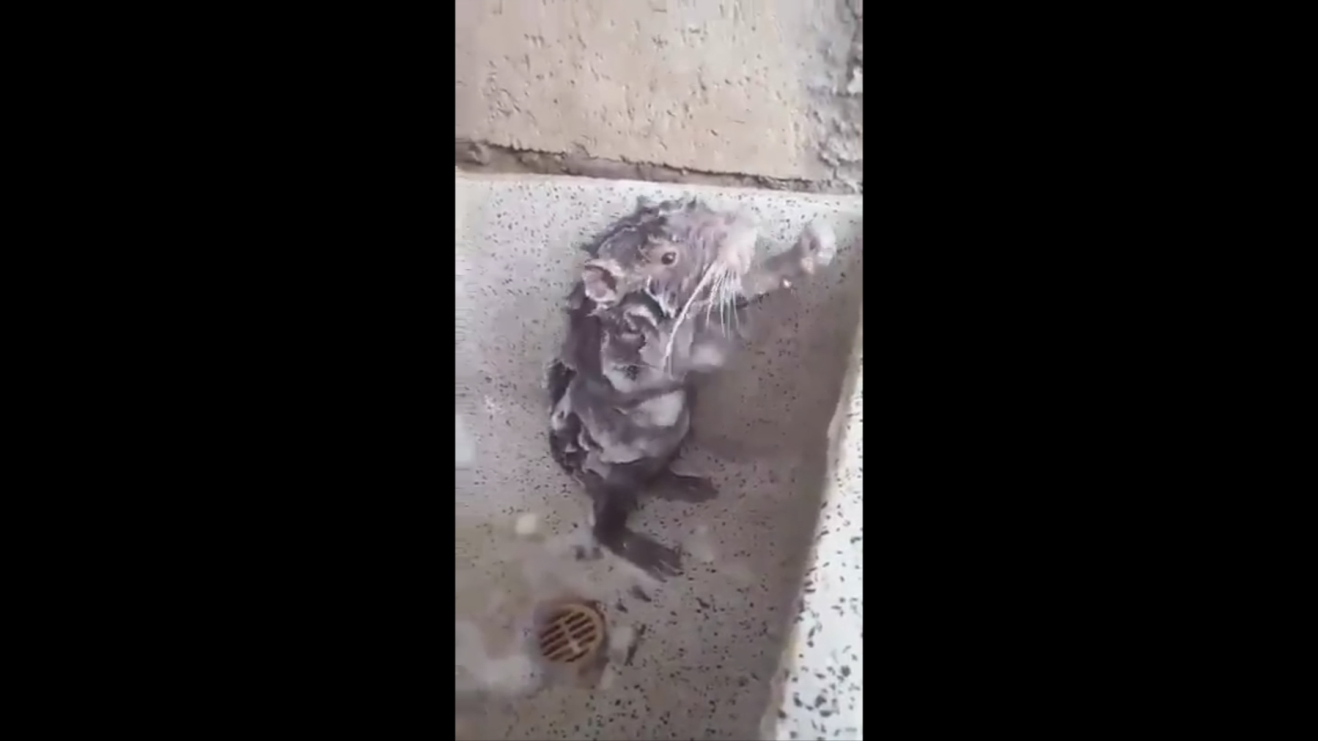 El videíto: ¿Creías que las ratas son sucias? Mira cómo se 'enjabona ...