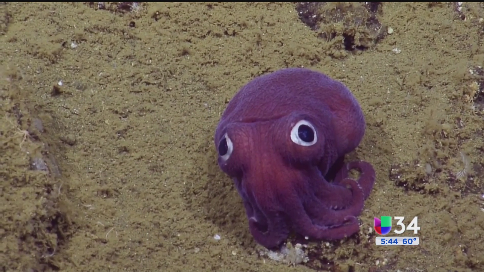 Raro pulpo morado cautiva en redes sociales | Video | Univision 34 Los ...