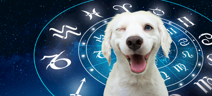 ¿Cómo es la personalidad de tu perro según su signo del zodiaco ...