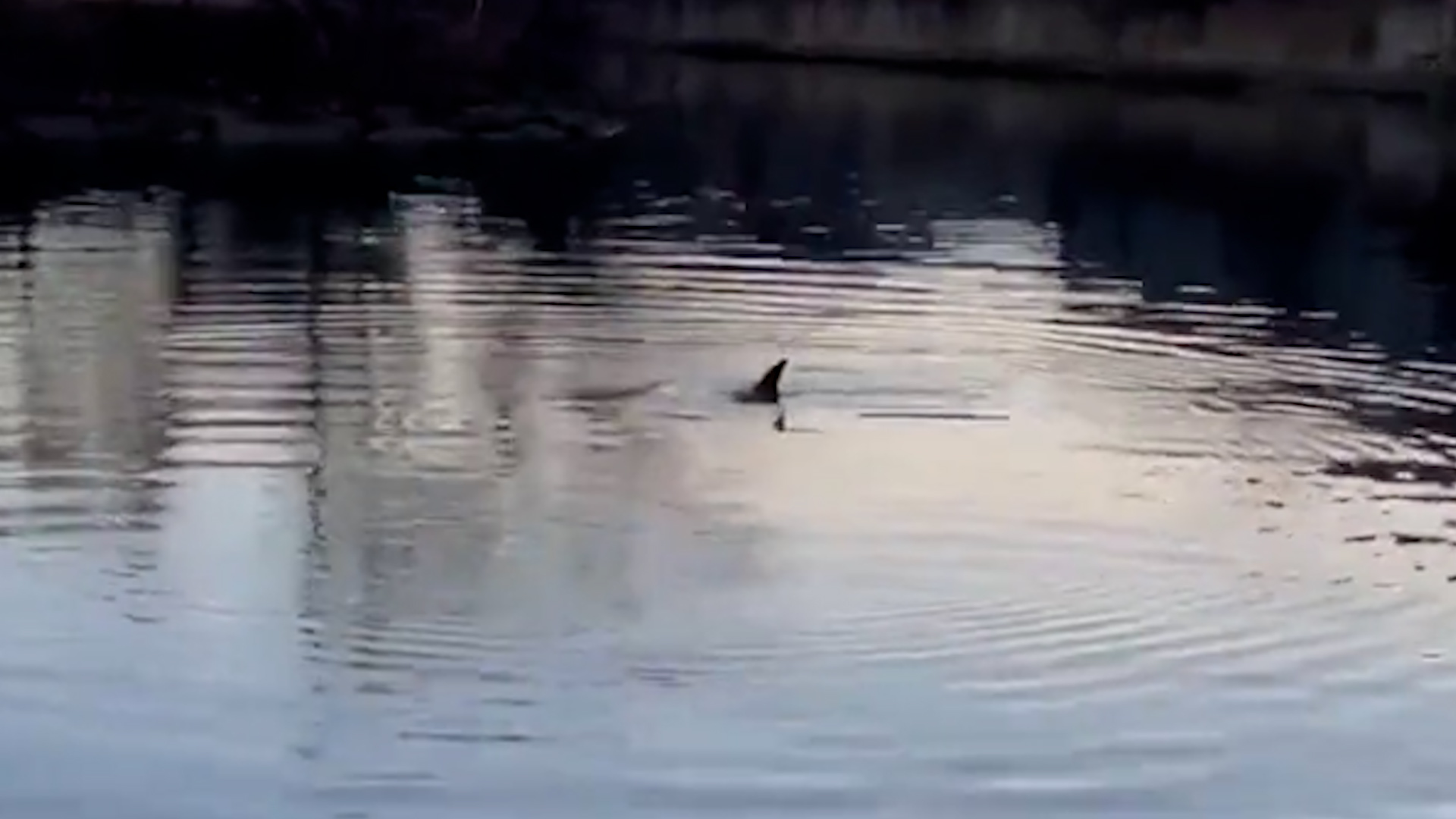 Nueva York: delfines boogie down nadan en el río Bronx | Video ...