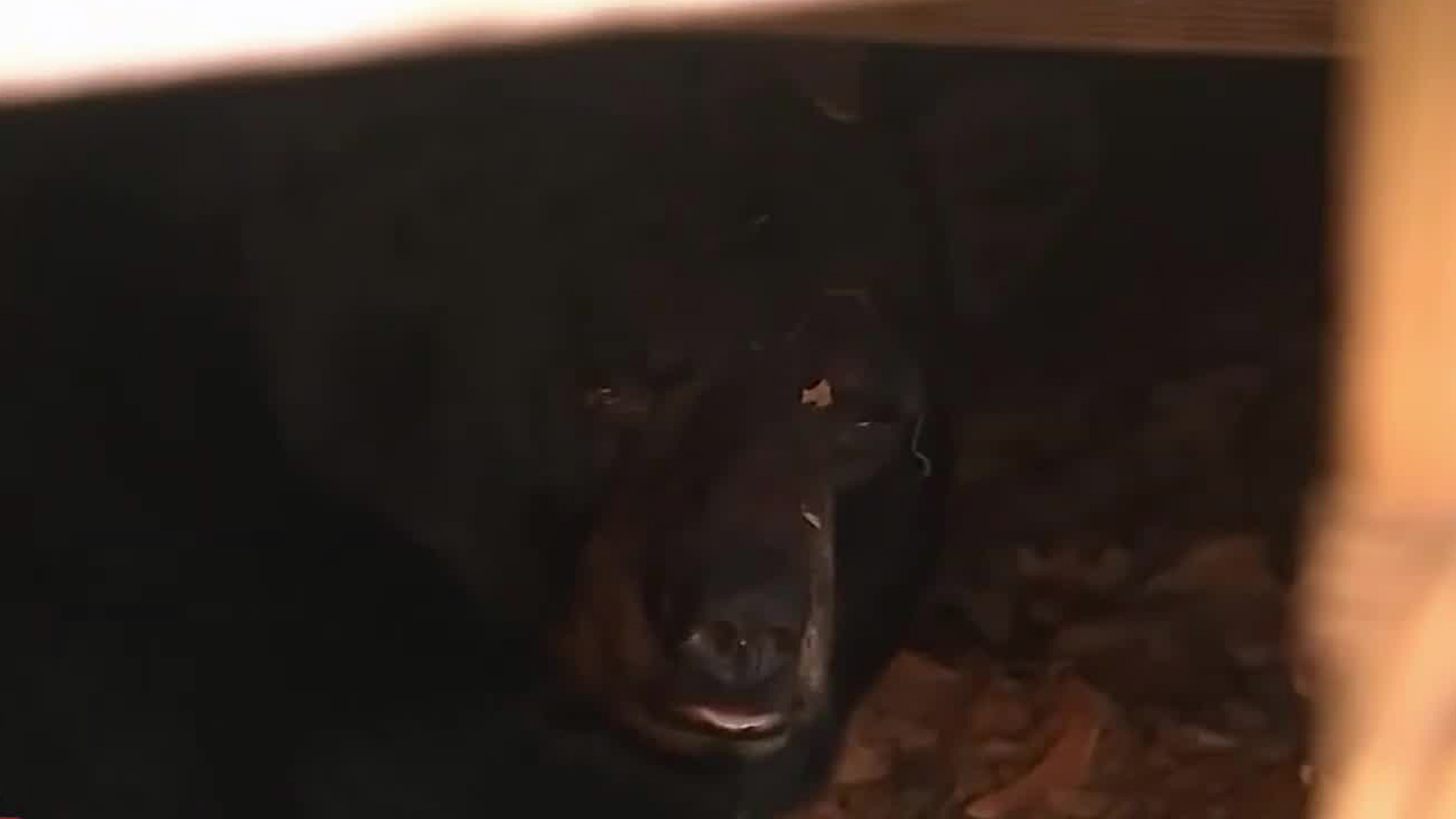 Familia descubre a un oso negro hibernando debajo de su casa en ...