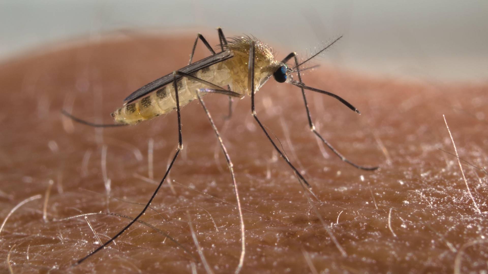 Conoce la forma de evitar picaduras del mosquito de la malaria con las ...