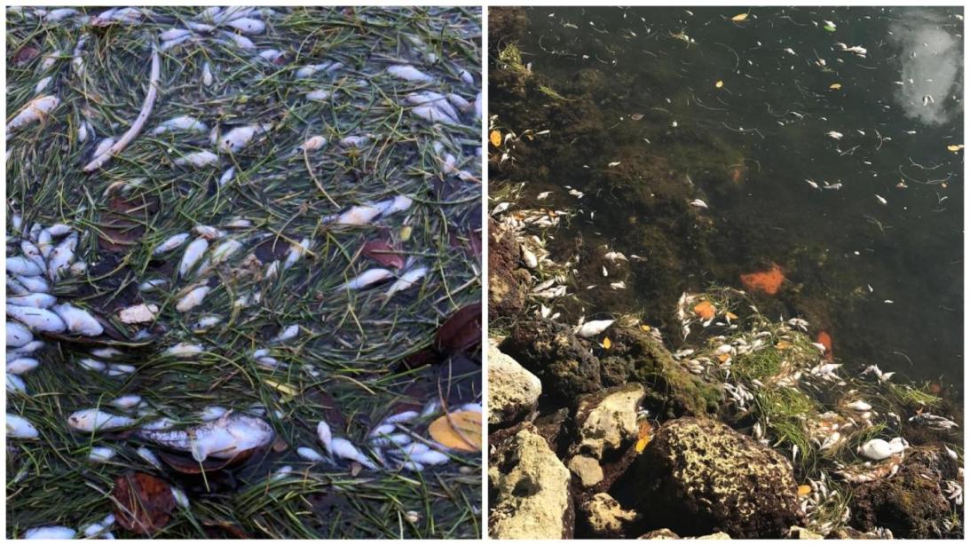 ¿Por qué aparecieron cientos de peces muertos en la Bahía de Biscayne ...