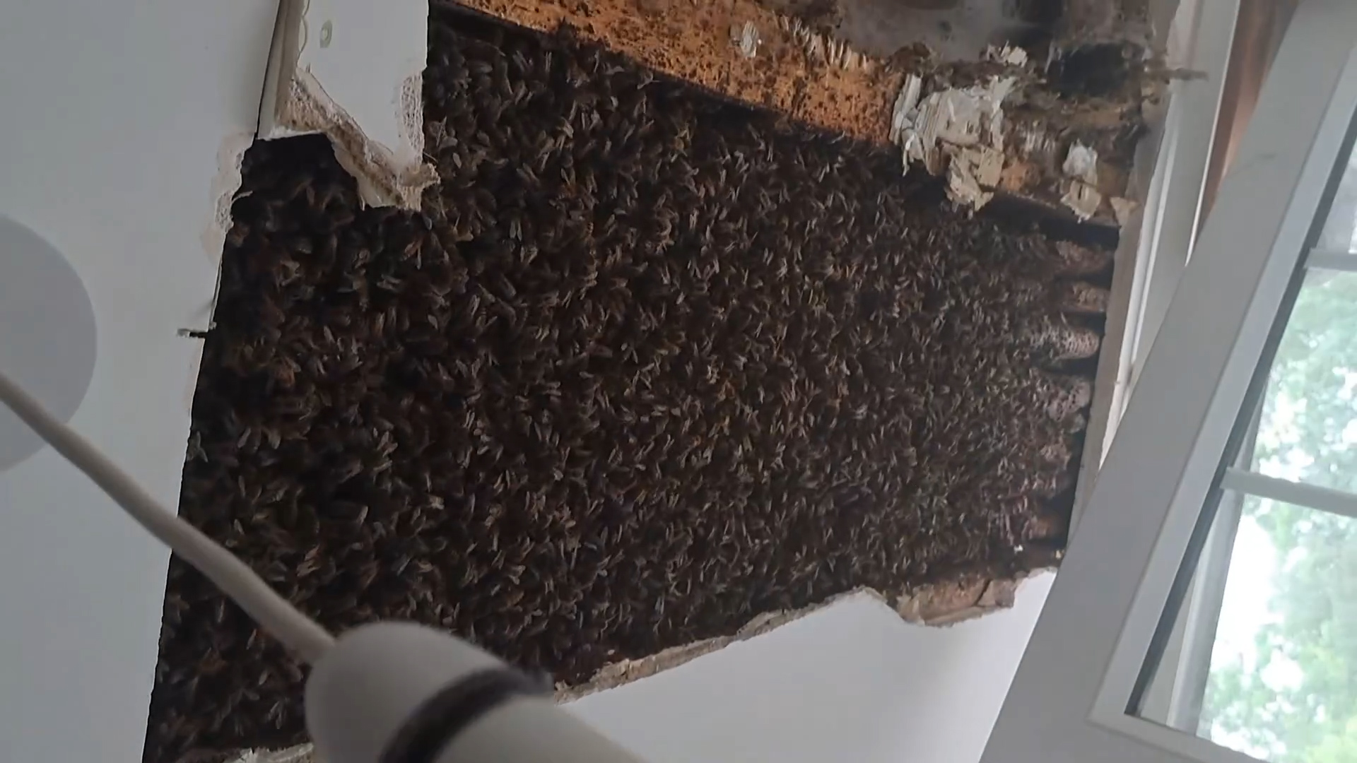 180,000 abejas en el techo: así encontraron a tres colonias de estos ...