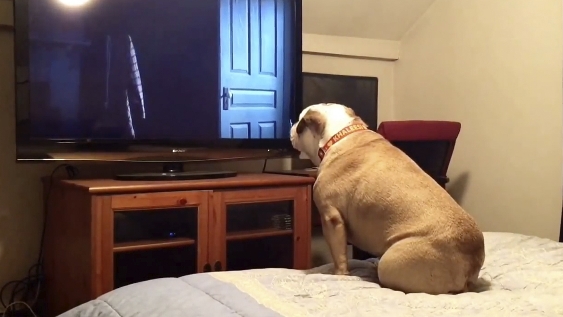 La curiosa reacción de este perro cuando ve una película de terror ...