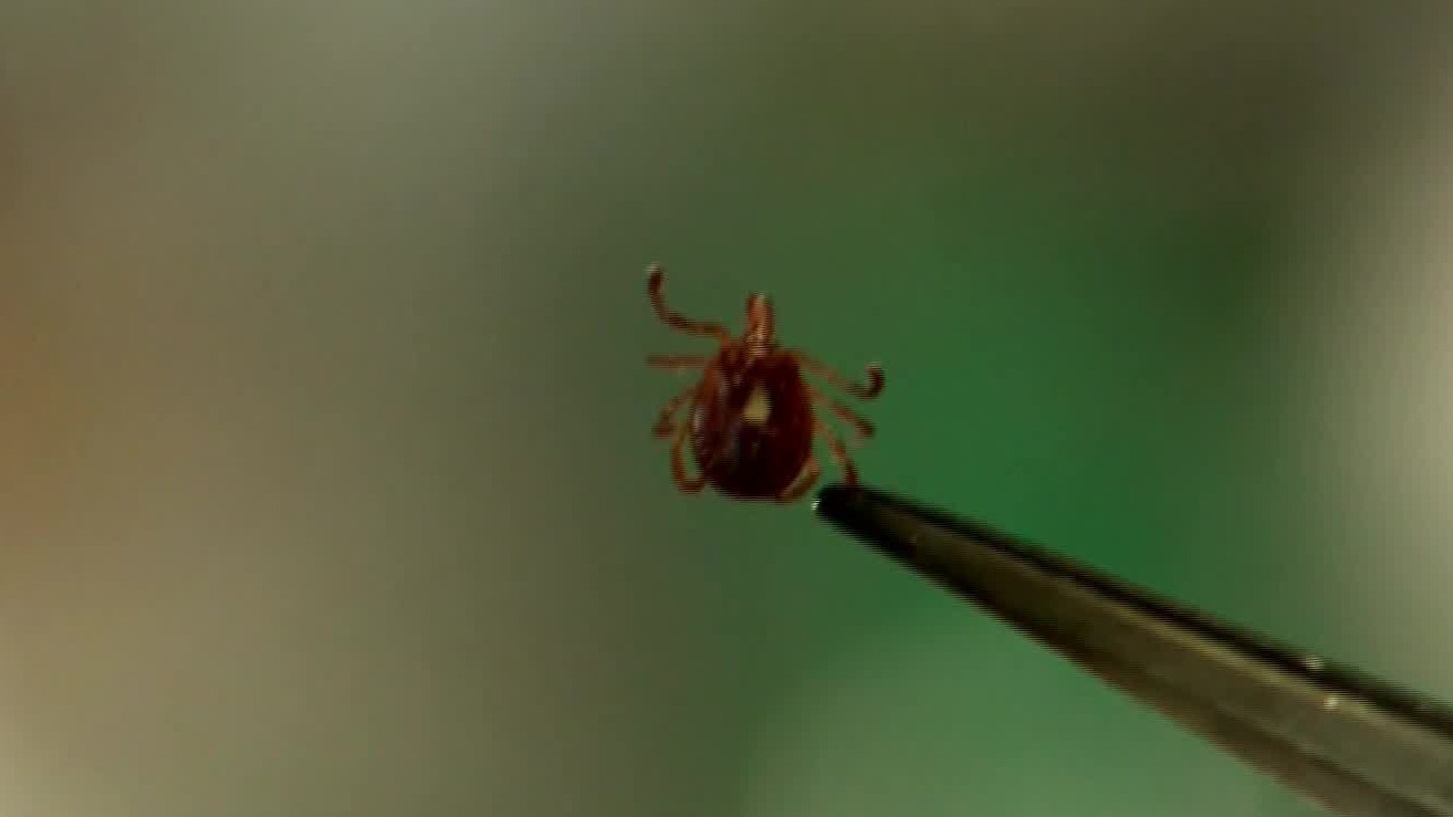 Una garrapata puede arruinarte el verano, recuerda que en temporada de ...