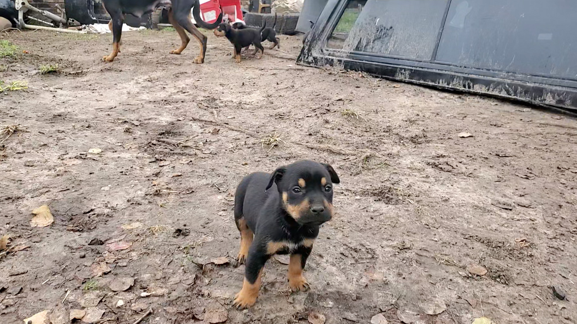 Houston SPCA rescata a 10 perros, 9 cachorros y un gatito que vivían ...