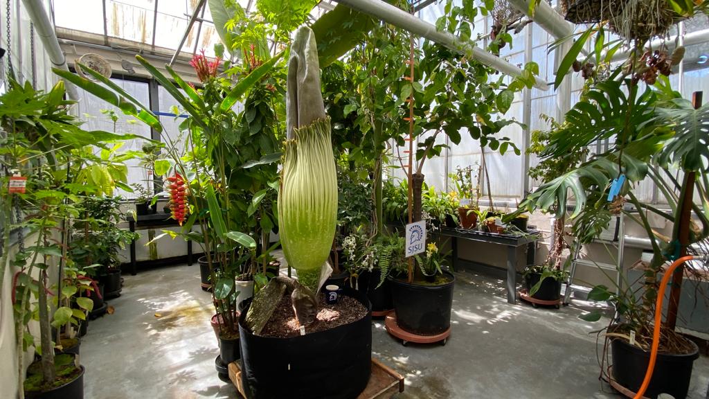 Una flor que huele a carne podrida crecerá por primera vez en San José ...