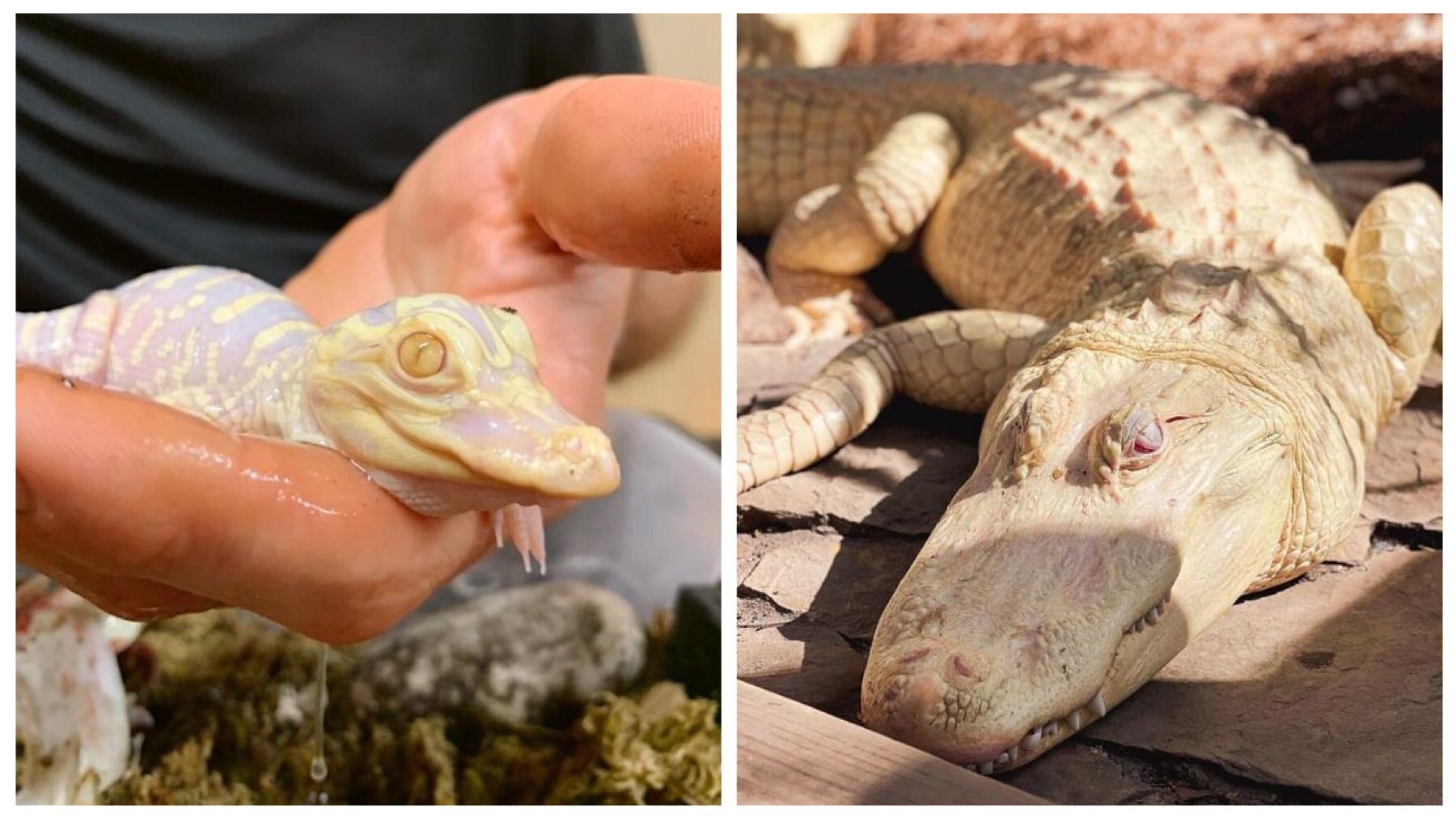 Captan el momento cuando nace un caimán albino en un parque exótico de ...