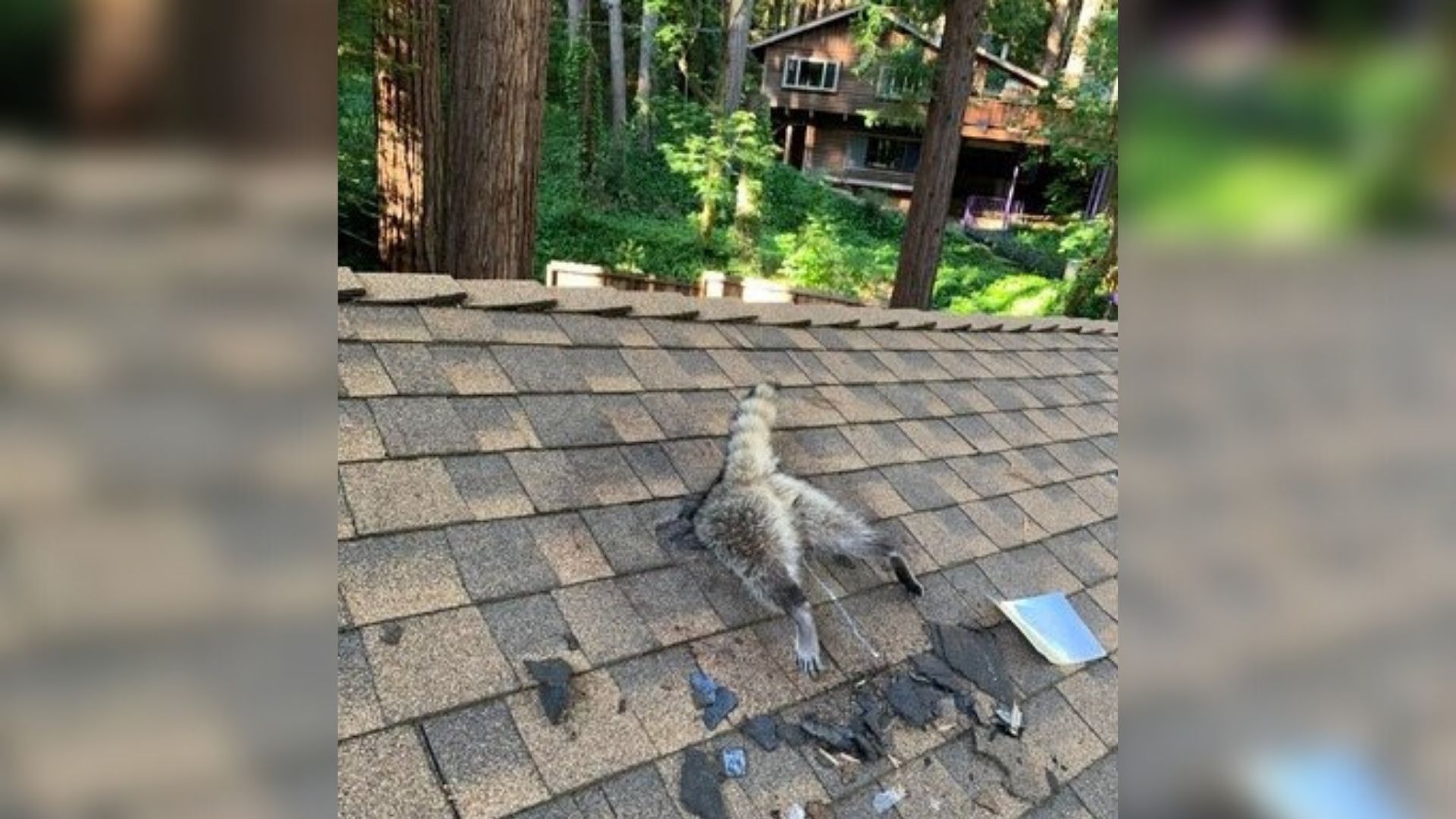 Mapache queda atrapado en el techo de una casa en Santa Cruz | Video ...