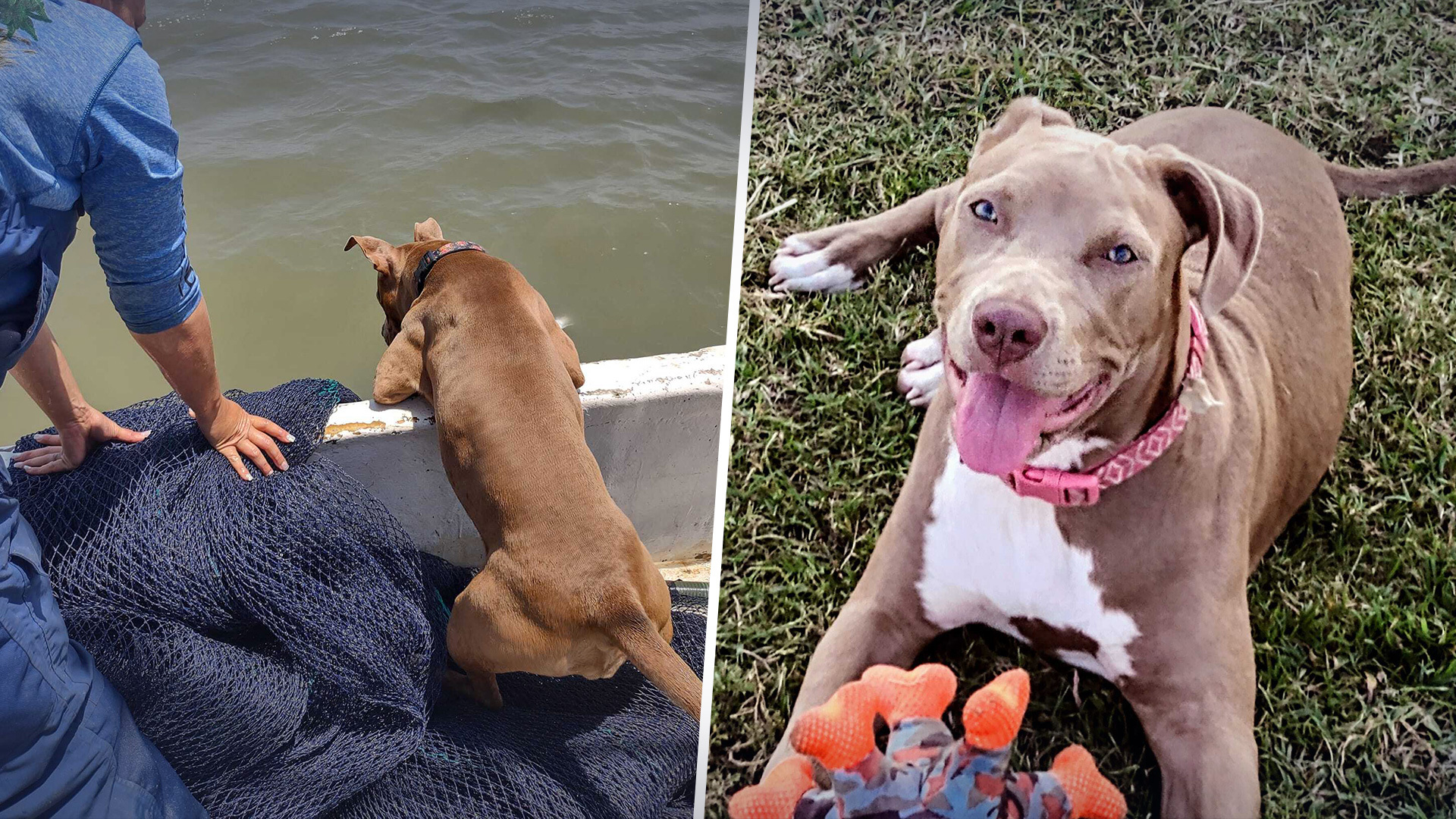 El camaronero Keith Soffes recuperó a su perro Monster tras haberlo ...