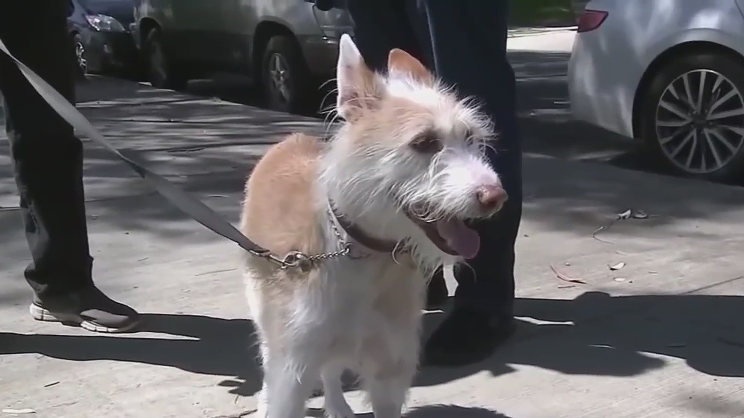 Perrita ingiere cocaína y THC por accidente en un parque de Los Ángeles ...