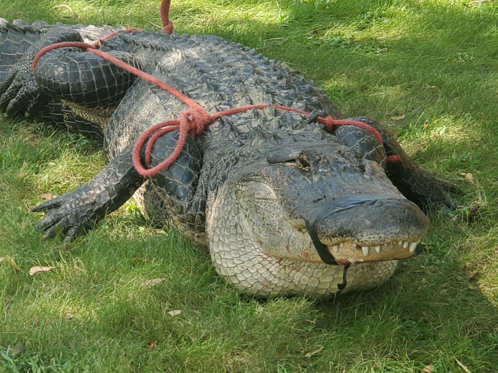 Gran sorpresa causa un caiman gigante en Cinco Ranch al oeste de ...
