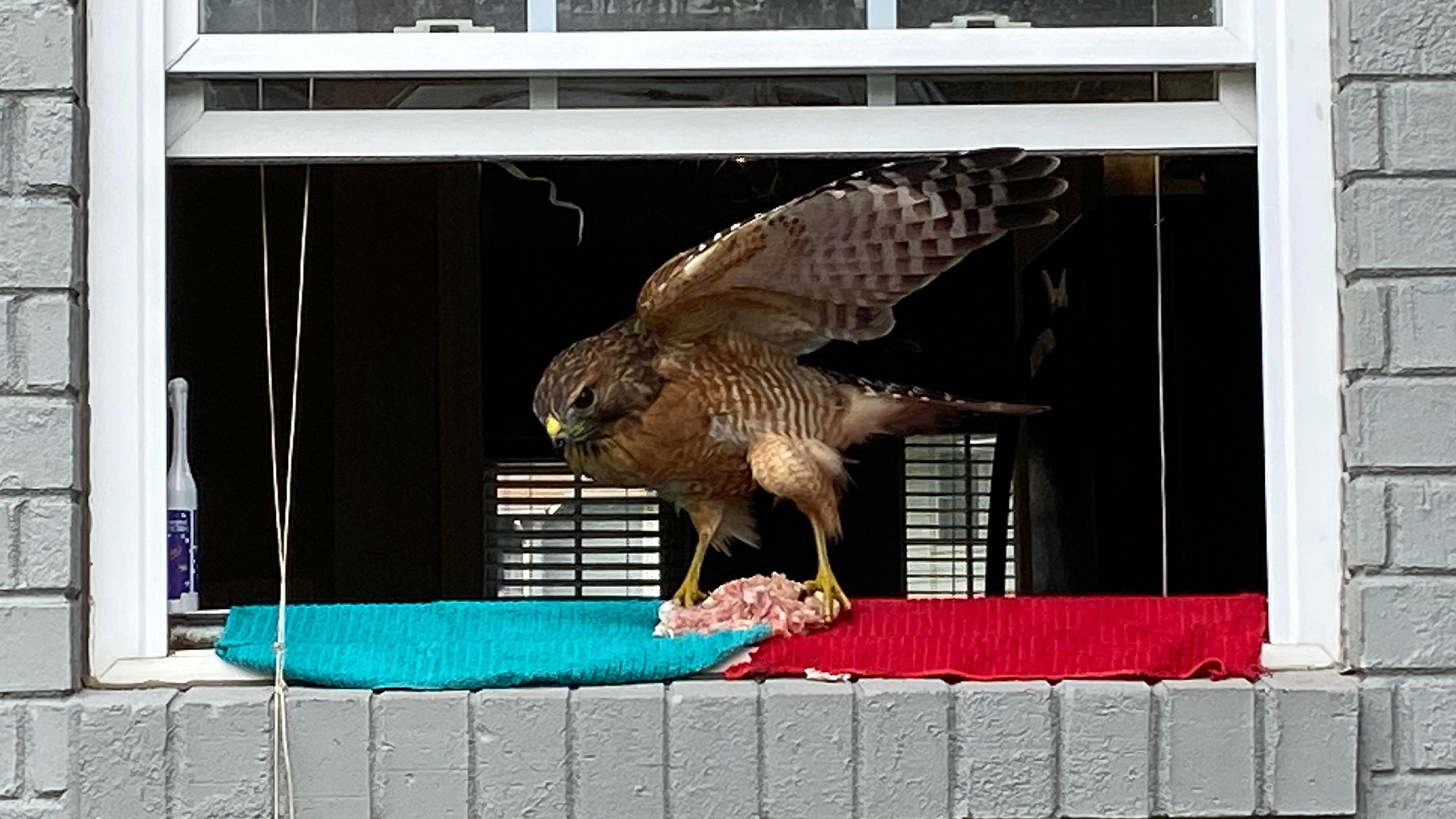 “Nos dejó sin comida”: lo que hizo un gavilán en la casa de una familia ...