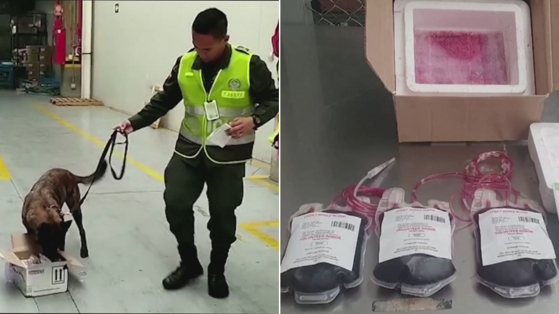 Un perro descubre más de 50 onzas de cocaína líquida camufladas en ...