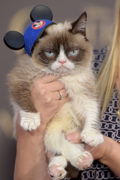 Grumpy Cat acapara atención en alfombra roja | Univision Famosos ...