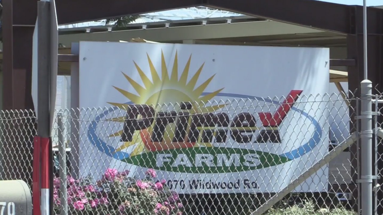Contagios de coronavirus en Primex Farms alcanza más de 100 entre ...