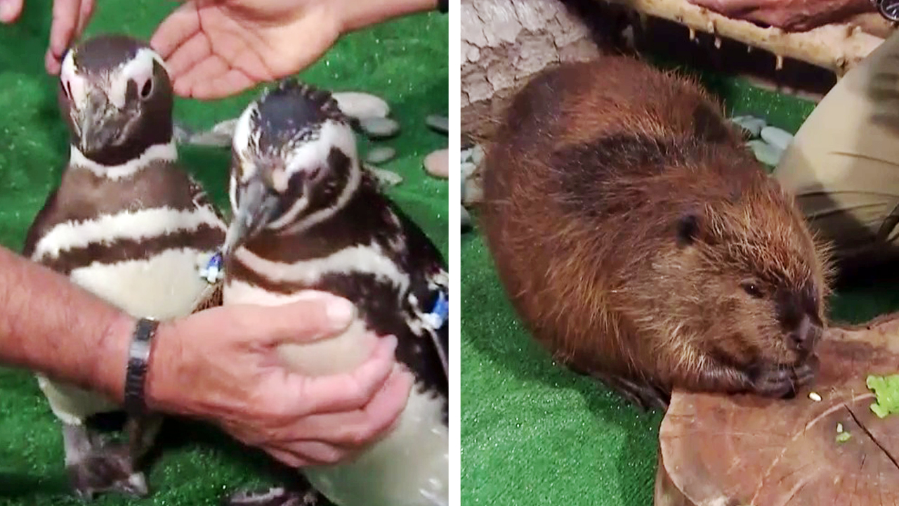 Estos animales rescatados en Sea World te robarán el corazón | Shows ...