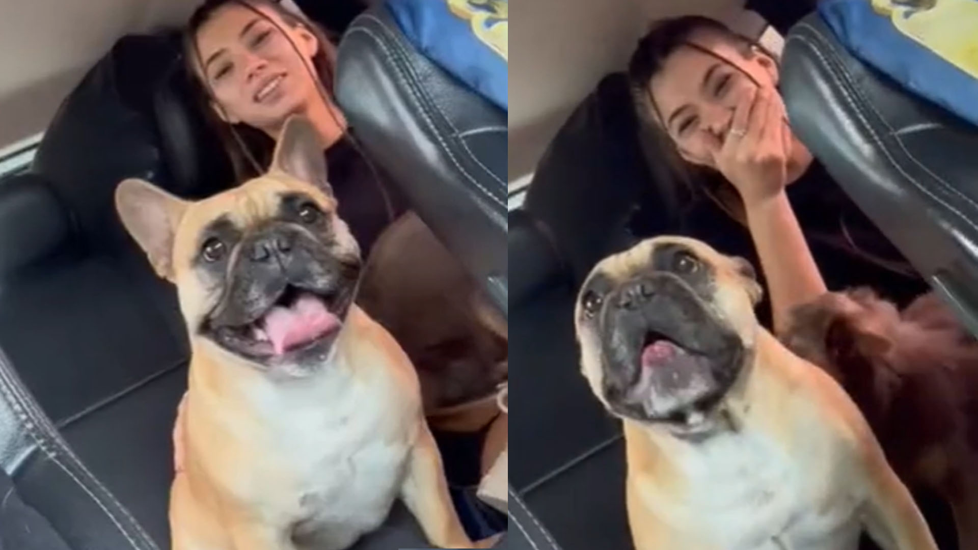 Joven demuestra que su perro puede hablar en video viral de TikTok ...