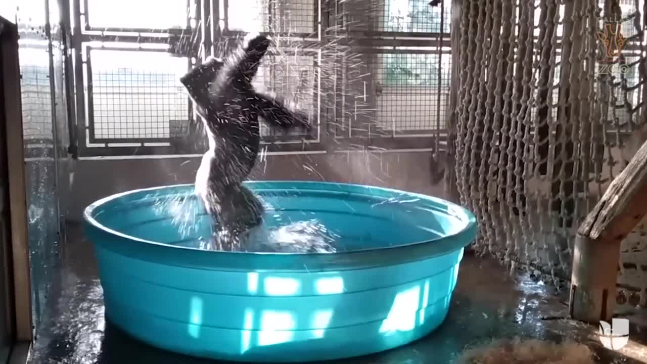 Este gorila baila en su piscina del zoológico de Dallas y lo comparan ...
