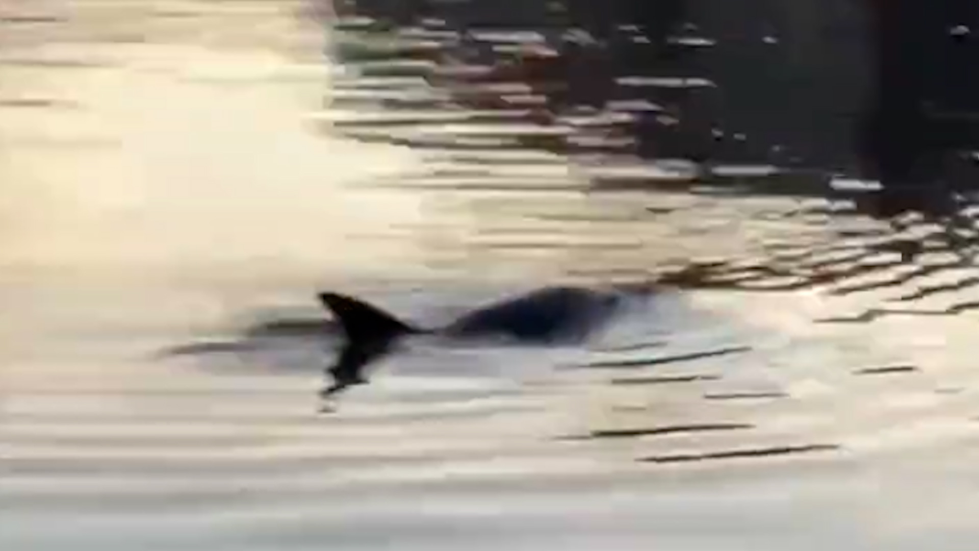 Nueva York: delfines boogie down son vistos nadando en el río Bronx ...