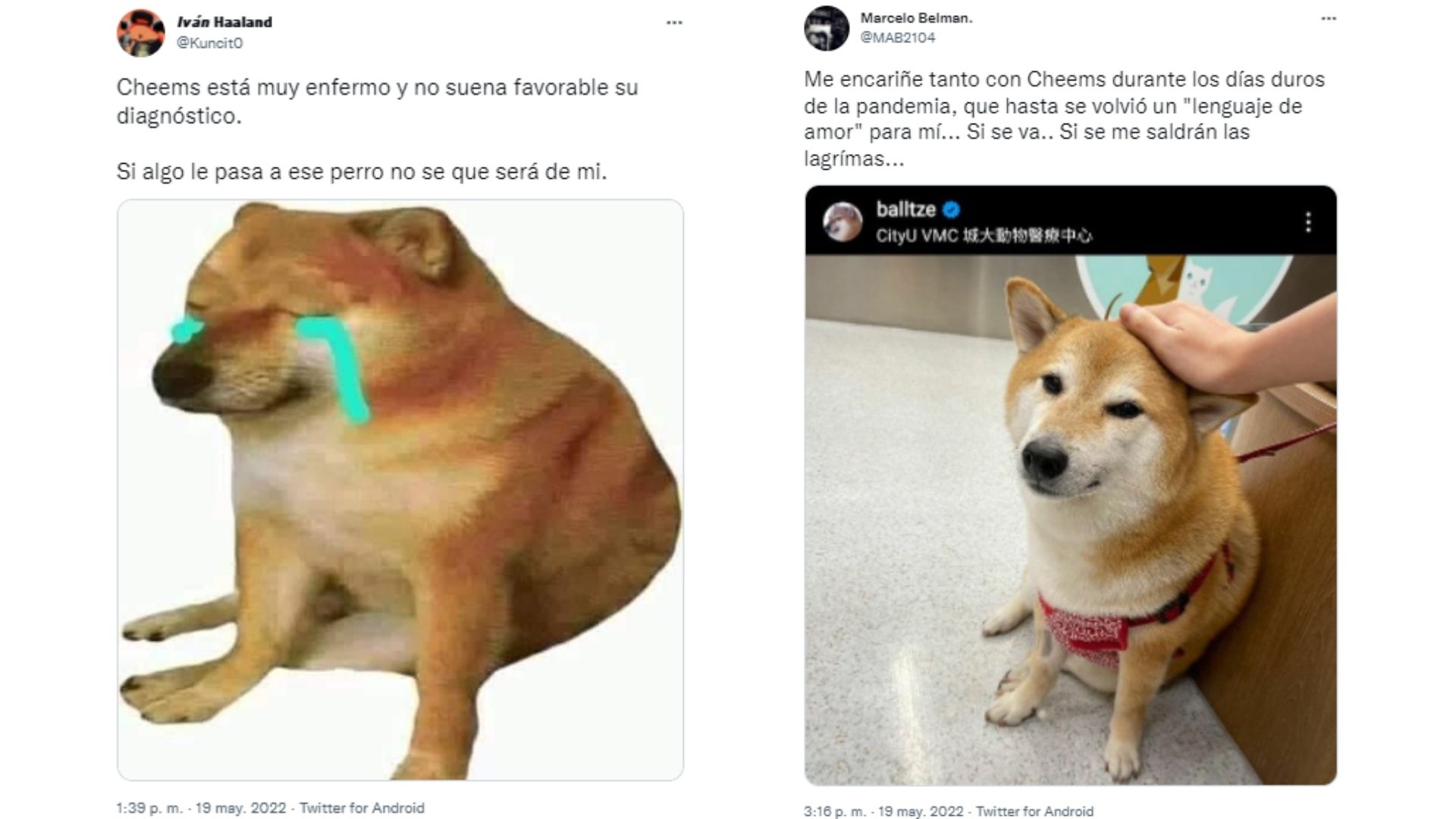 Memes De Que Perro Welele.es Ese Perro Se Está Jugando Vivir Con 3