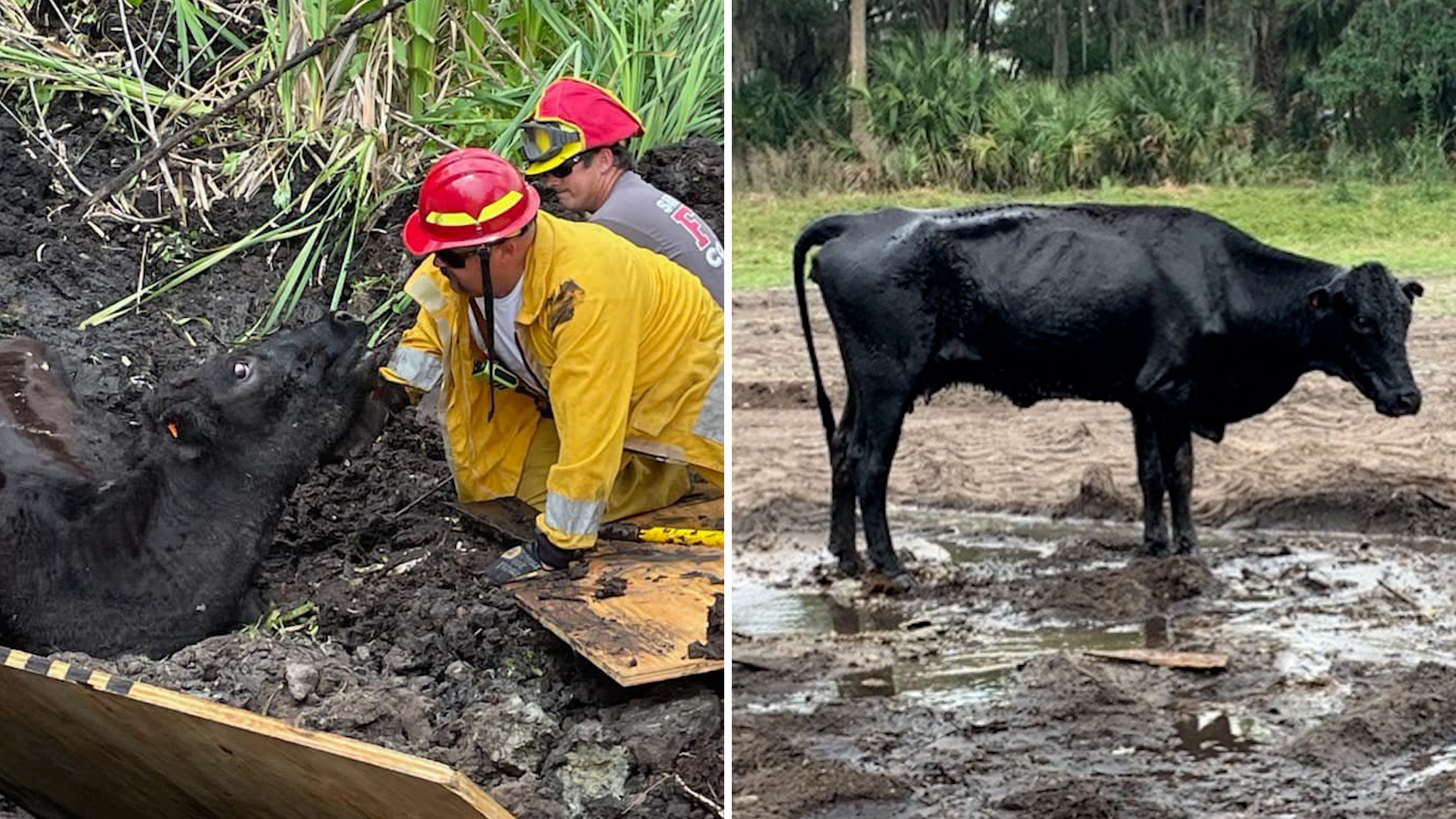 El increíble rescate de una vaca en Florida: pasó hundida más de 24 ...